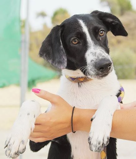 Brother/Galería | Wikia Sociedad Protectora de Cachorros | Fandom