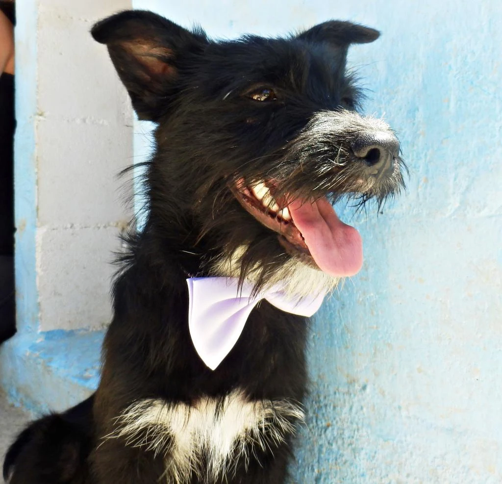 Puchini/Galería | Wikia Sociedad Protectora de Cachorros | Fandom