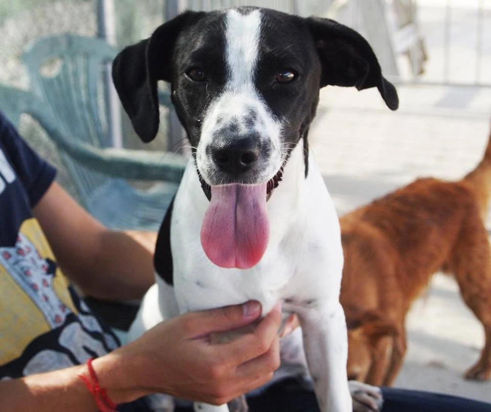 Pipo | Wikia Sociedad Protectora de Cachorros | Fandom