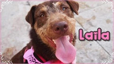 Laila/Galería | Wikia Sociedad Protectora de Cachorros | Fandom