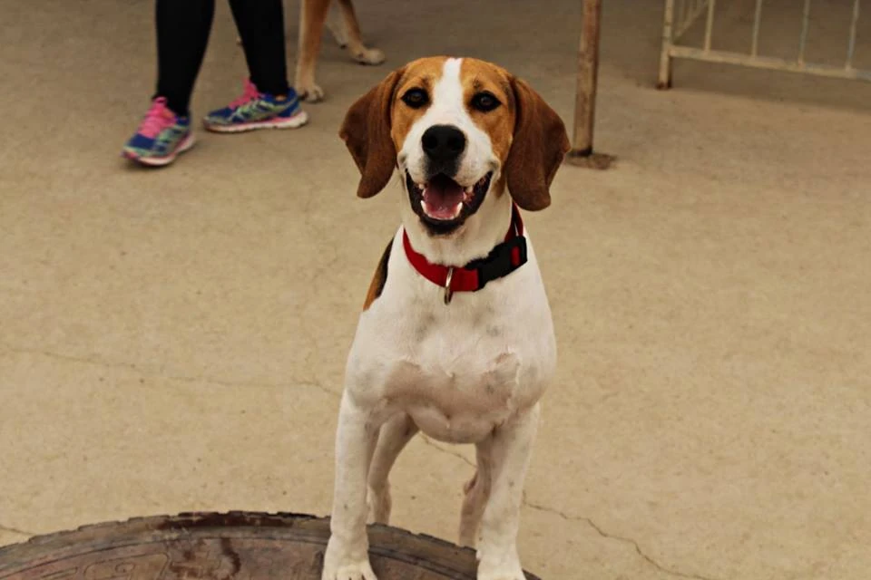 Bugi | Wikia Sociedad Protectora de Cachorros | Fandom