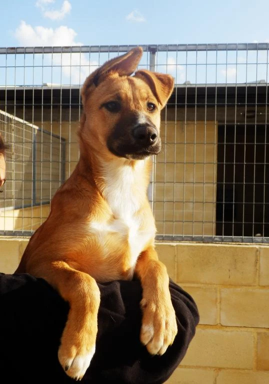 Zoe | Wikia Sociedad Protectora de Cachorros | Fandom