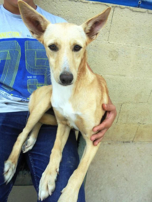 Ayala/Galería | Wikia Sociedad Protectora de Cachorros | Fandom