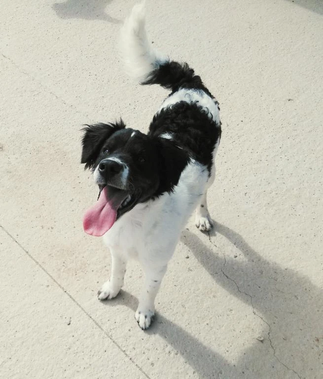 Alba | Wikia Sociedad Protectora de Cachorros | Fandom