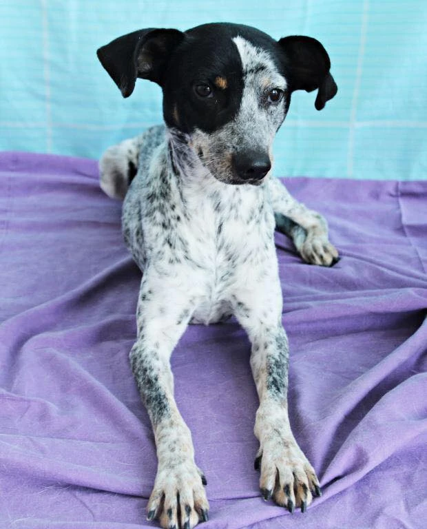 Frodo/Galería | Wikia Sociedad Protectora de Cachorros | Fandom