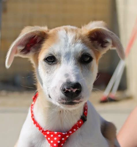 Frosky/Galería | Wikia Sociedad Protectora de Cachorros | Fandom