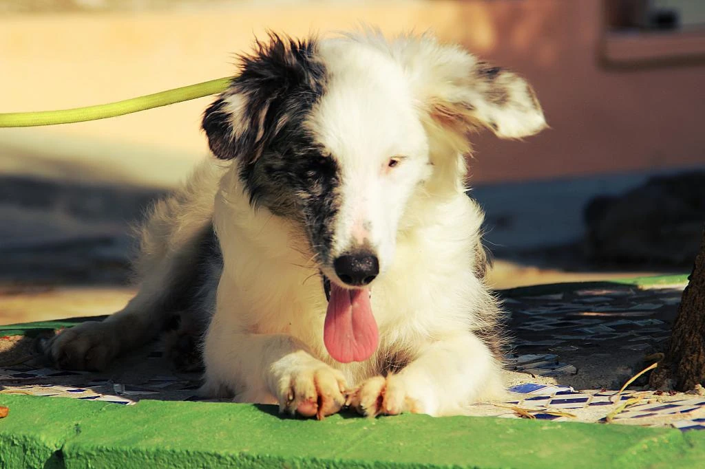 Becky | Wikia Sociedad Protectora de Cachorros | Fandom