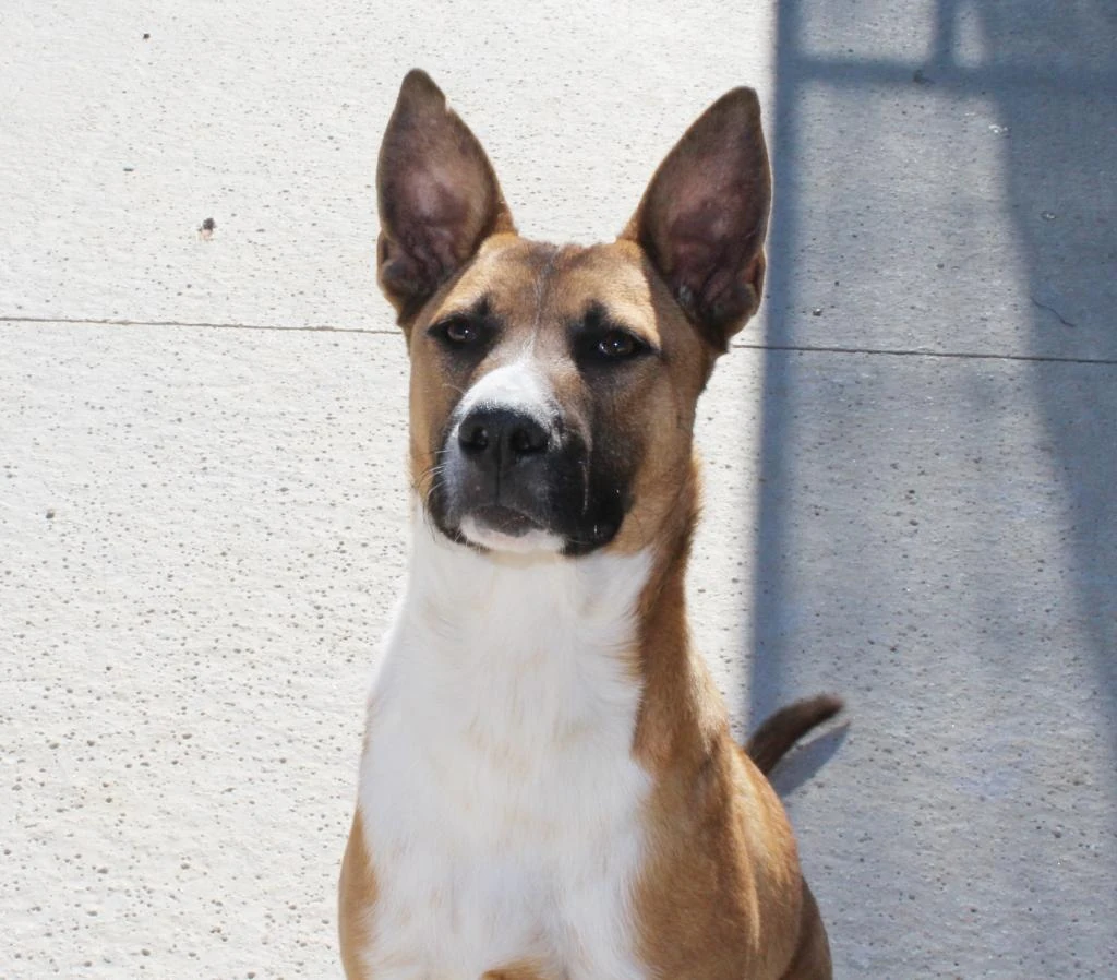 Cliper | Wikia Sociedad Protectora de Cachorros | Fandom