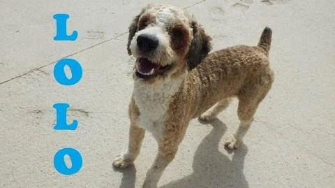 Lolo/Galería | Wikia Sociedad Protectora de Cachorros | Fandom
