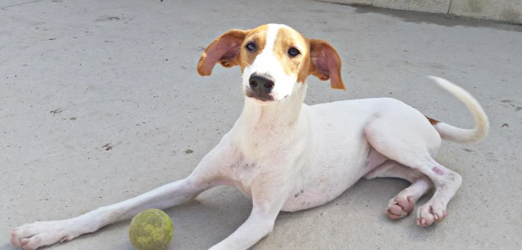 Pitufa | Wikia Sociedad Protectora de Cachorros | Fandom