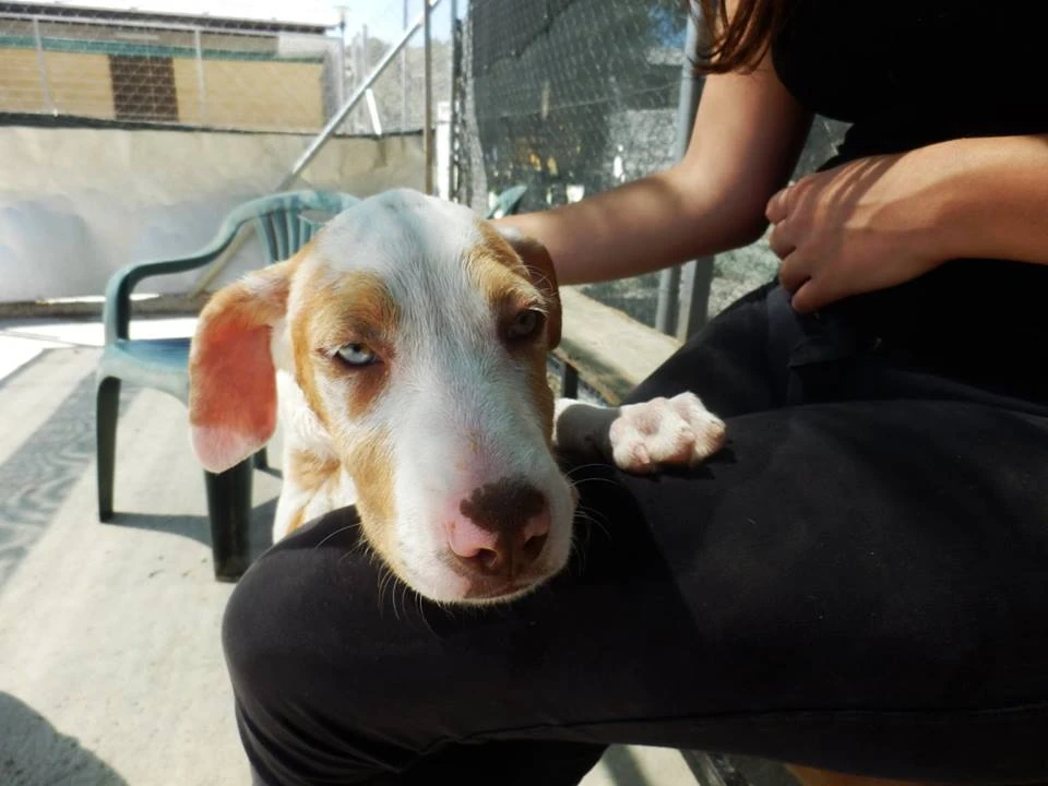 Wini | Wikia Sociedad Protectora de Cachorros | Fandom