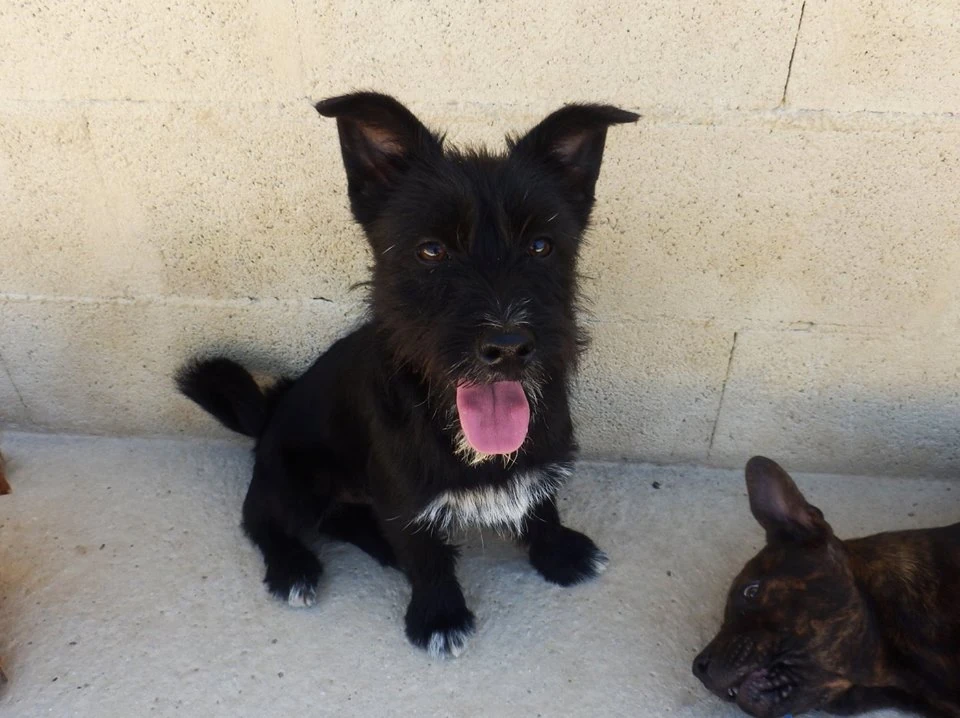 Puchini | Wikia Sociedad Protectora de Cachorros | Fandom