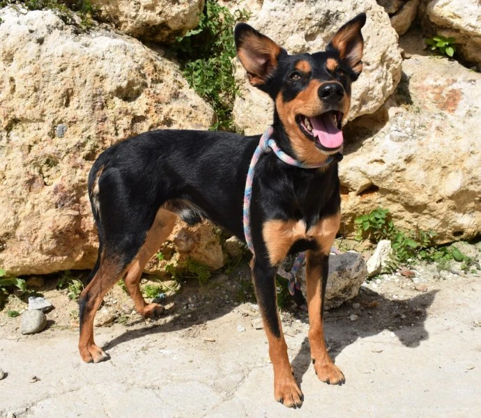 Bayron/Galería | Wikia Sociedad Protectora de Cachorros | Fandom