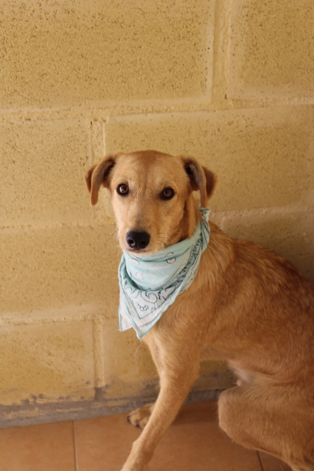 Jaky | Wikia Sociedad Protectora de Cachorros | Fandom