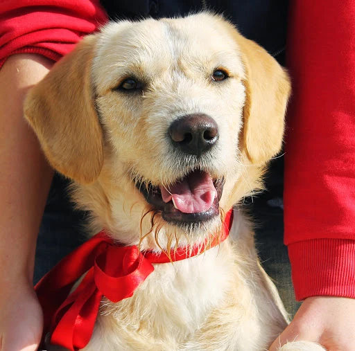 Pipo | Wikia Sociedad Protectora de Cachorros | Fandom