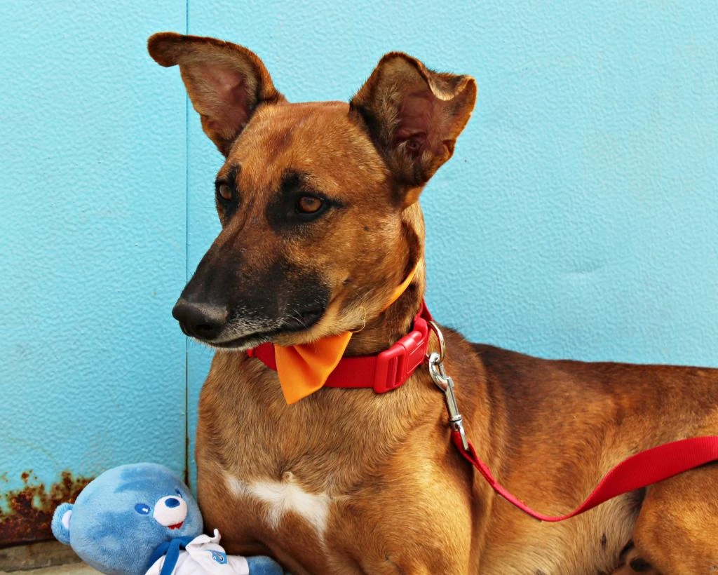 Sam | Wikia Sociedad Protectora de Cachorros | Fandom