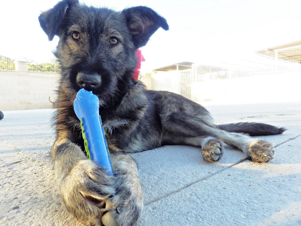 Tati | Wikia Sociedad Protectora de Cachorros | Fandom