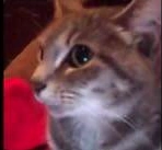 Lemmy the Cat | Sock Cop Wiki | Fandom