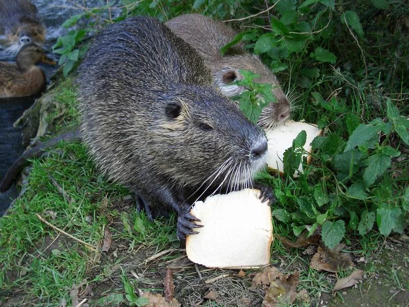 Nutria | Southern Food and Beverage Wiki | Fandom