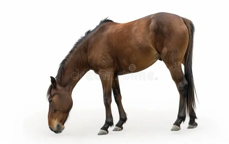 Solid The Horse | Soft Wiki | Fandom