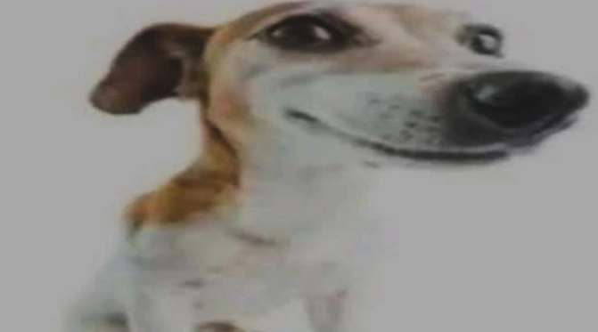 Lard | Soft Wiki | Fandom