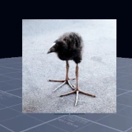 pukeko | Sol's RNG Wiki | Fandom