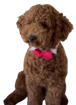 Álvaro Calmet | SolarBalls Wiki | Fandom