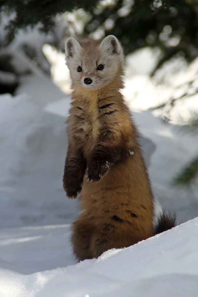 Burrowing Marten | Solstice Wikia | Fandom