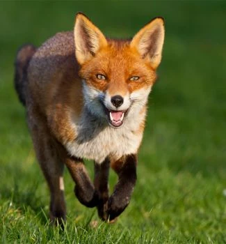 Swift Running Fox | Something Strange Wiki | Fandom