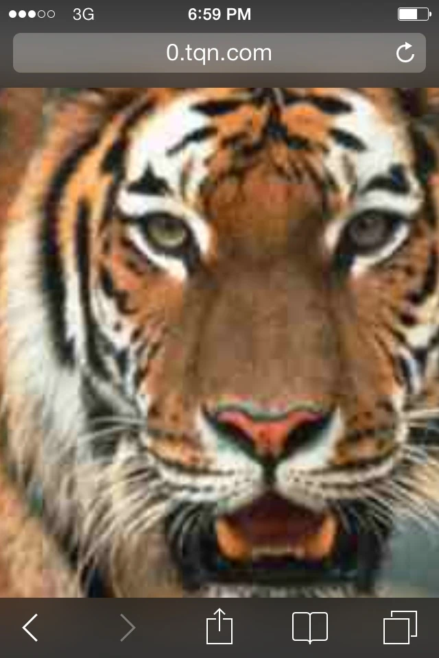 Tigers | SomeWhat Wiki | Fandom