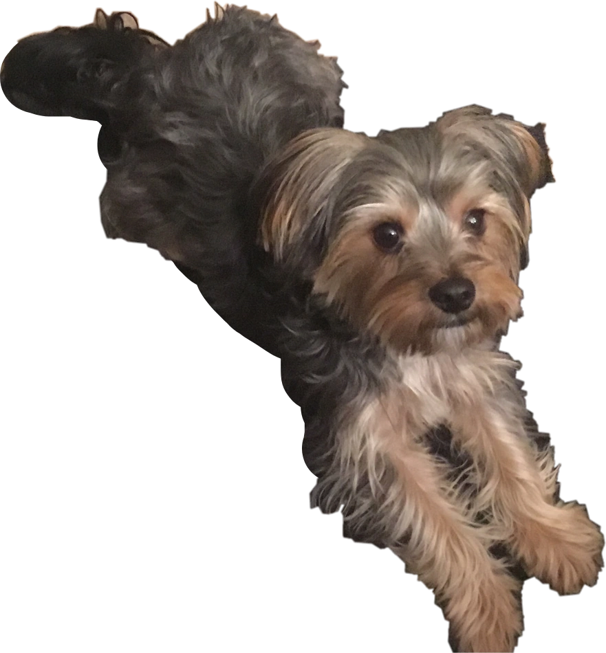 Chase the Yorkie | Sonic Adventures Series Wiki | Fandom