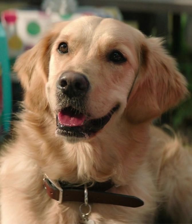 Category:Creatures | Sonic the Hedgehog Cinematic Universe Wiki | Fandom