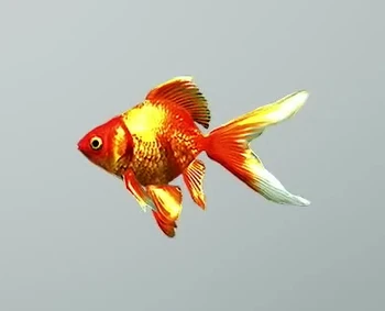 Goldfish | Sonic Wiki Zone | Fandom