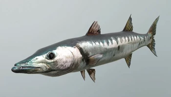 Barracuda | Sonic Wiki Zone | Fandom