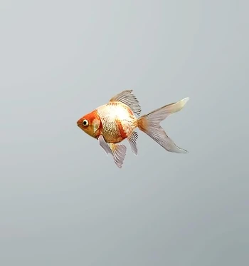 Platinum-golden fish | Sonic Wiki Zone | Fandom