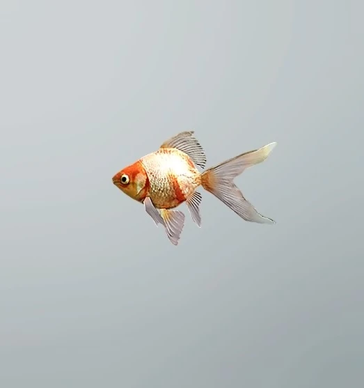 Platinum-golden fish | Sonic Wiki Zone | Fandom