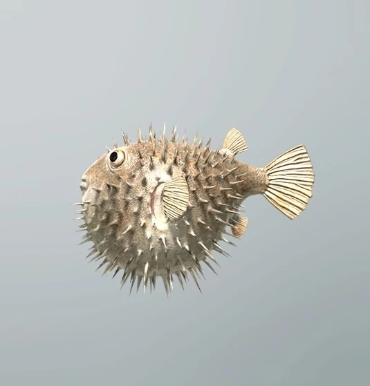 Pufferfish | Sonic Wiki Zone | Fandom
