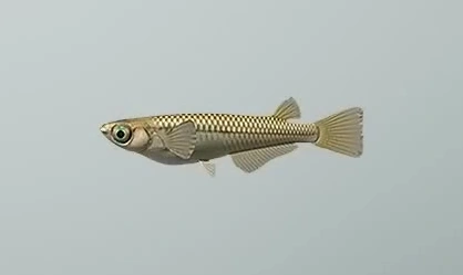 Medaka | Sonic Wiki Zone | Fandom