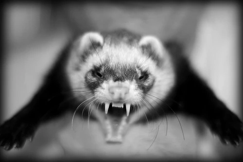 Category:Ferrets | Sonic Fanon Wiki | Fandom