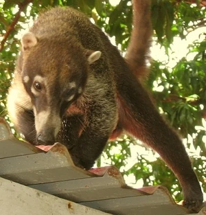 Category:Coatis | Sonic Fanon Wiki | Fandom