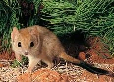 Category:Mulgaras | Sonic Fanon Wiki | Fandom