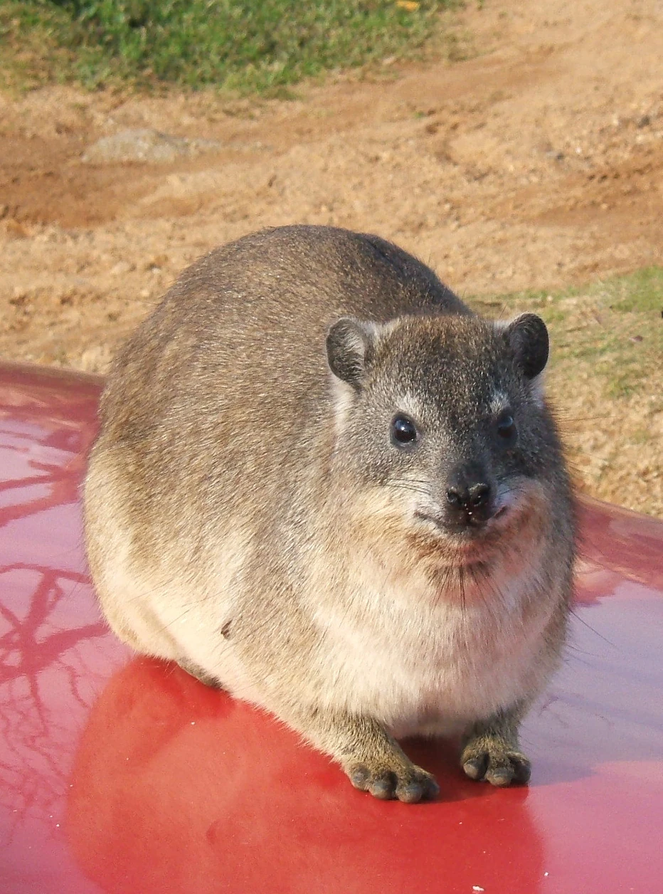 Category:Hyrax | Sonic Fanon Wiki | Fandom