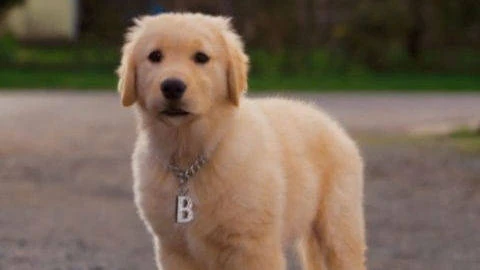 B-Dawg | Sonic's Adventure Wiki | Fandom