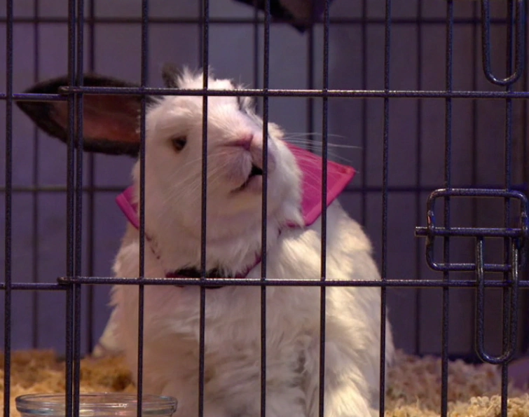 Dr. Colosso | Sonic's Adventure Wiki | Fandom