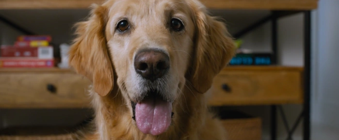 Ozzy | Wiki Sonic The Hedgehog | Fandom