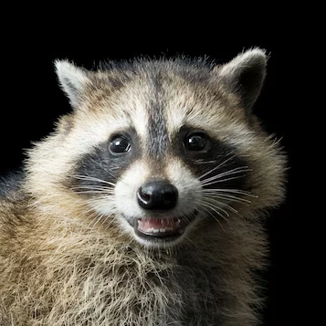qwil | SonicThenHedgehog Wiki | Fandom