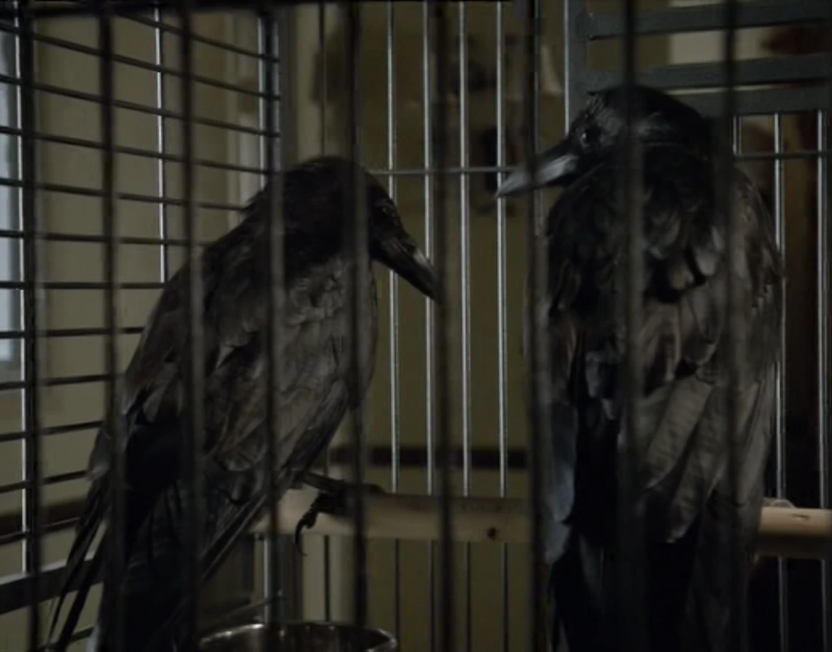 Krähen | Sons of Anarchy Wiki | Fandom