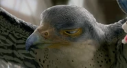 Falcon | Sony Pictures Entertaiment Wiki | Fandom