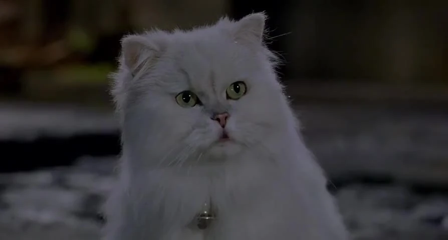 Snowbell/Gallery | Sony Pictures Entertaiment Wiki | Fandom
