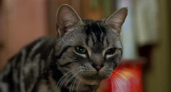 Stuart Little 2 Monty